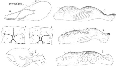 Aphidius Spp Parasitoids Of The Blueberry Aphid Aphidius Ericaphidis