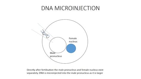 Dna Microinjection Youtube