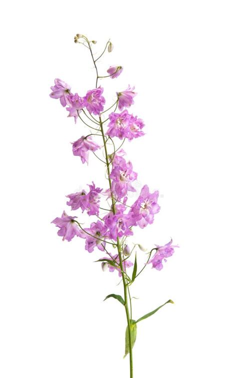 Delphinium Flower Isolated Stock Image Image Of Natural 267828887