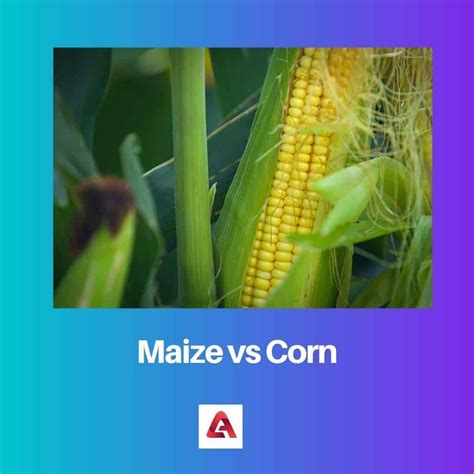 Maize Vs Corn Difference And Comparison