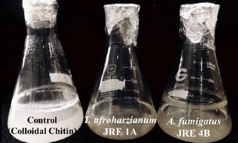 Condition Of Colloidal Chitin Broth After Fermented With Chitinolytic Download Scientific