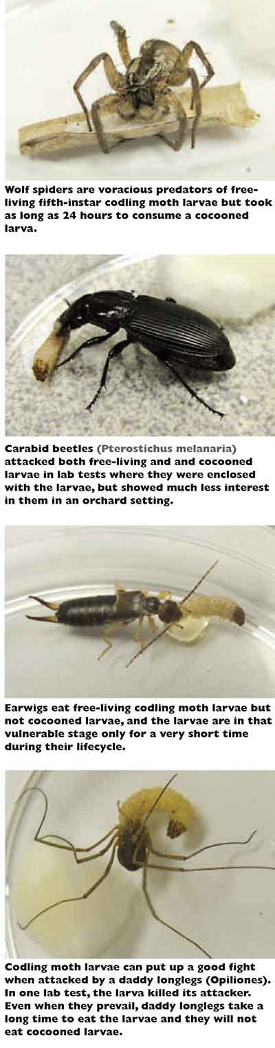 Whos Eating Codling Moth Good Fruit Grower