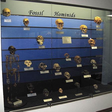 Ardipithecus Kadabba Characteristics Classification And Fossils