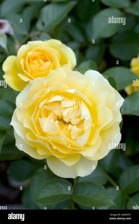 Julia child hi-res stock photography and images - Alamy