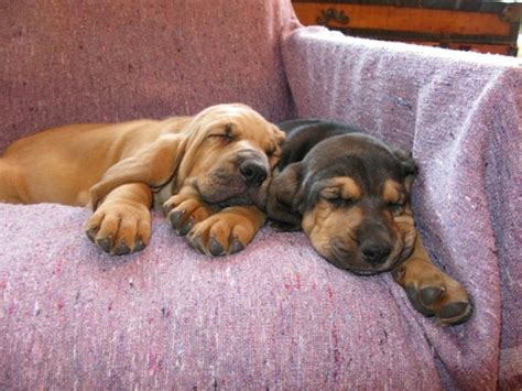 Difference Between Basset Hound And Bloodhound