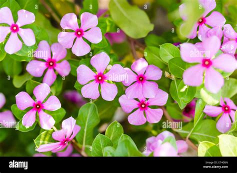 Catharanthus Roseus Or Periwinkle Or Madagascar Rosy Periwinkle Or Cape