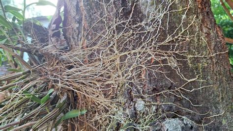 Epiphytic Plant With Aerial Roots Climbing A Tree High Resolution