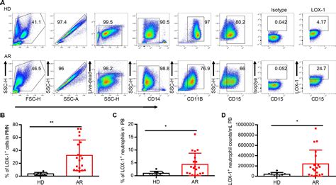 Increased Circulating Lox 1 Neutrophils Activate T Cells And
