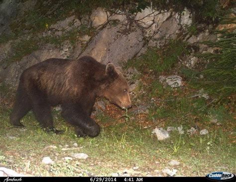 Balkanski Ris Mačka Kojoj Smo Mi Prešli Put Czip