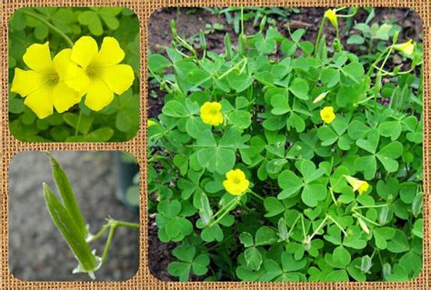 Yellow Wood Sorrel ~oxalis Stricta~ Organic Seeds ~ Aka Lemon Grass Lemon Clover And False