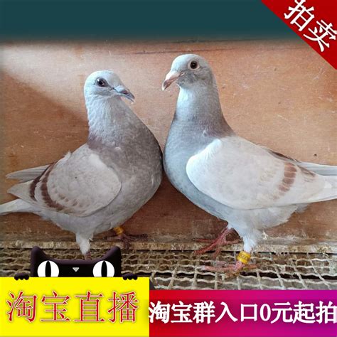 一对种鸽喂三只小鸽子种鸽喂养三只小鸽子两窝小鸽子可以并窝吗大山谷图库