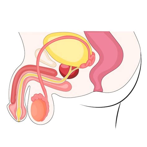 Premium Vector Male Reproductive System Illustration Side View