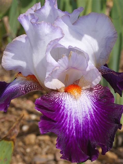 Iris Impressions De Jouy Blumen Aus Papier Pflanzen Lilien