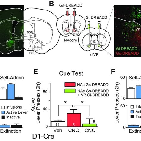 Daniela Neuhofer Phd Medical University Of South Carolina Charleston Musc Neuroscience