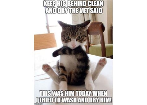 Cat Memes So Clean Even Grandma Would Approve