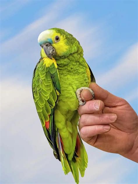 20 Captivating Parrot Types For Your Home