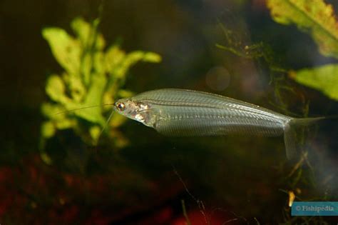 Kryptopterus Minor • Fish Sheet