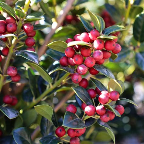 Dwarf Burford Holly 3 Gallon Pot Artofit