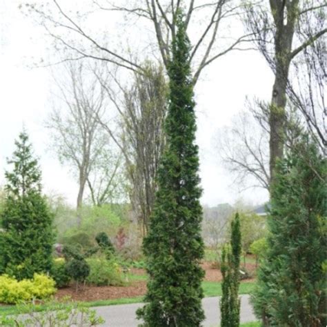 Sting Cedar 2 Gallon Pot Alternative Choice Garden Centre Brandon Mb