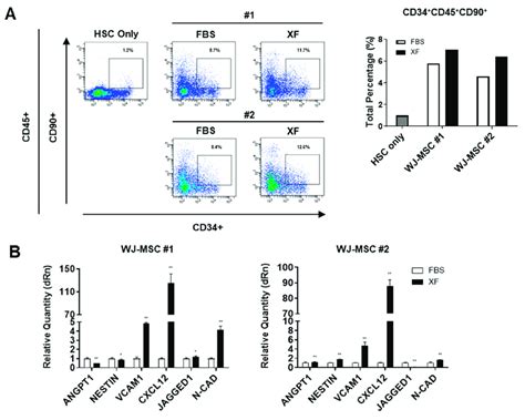 Xf Mscs Support The Human Cd34 Cd90 Hsc Activity A Ucb Derived Download Scientific Diagram
