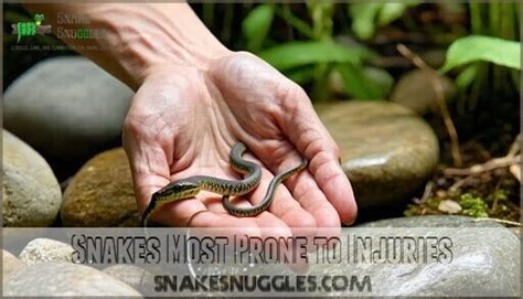 My Snake Has A Handling Injury First Aid And Emergency Care Guide