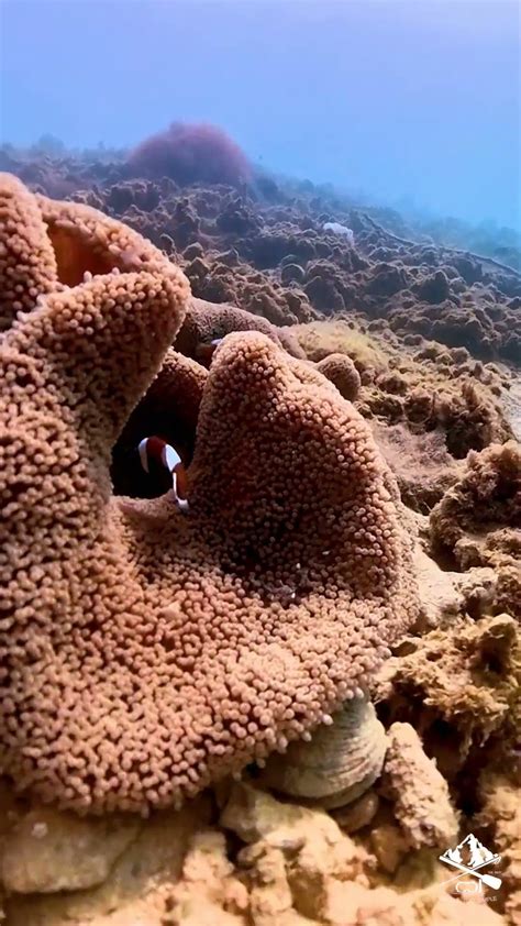本来在拍小丑鱼的拍拍下奇怪做么好像有透明的虾没想到真的有一只在那边 Dive Diving Scubadiving Scuba Sea