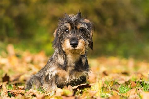 10 Reputable Wire Haired Dachshund Breeders In The Us