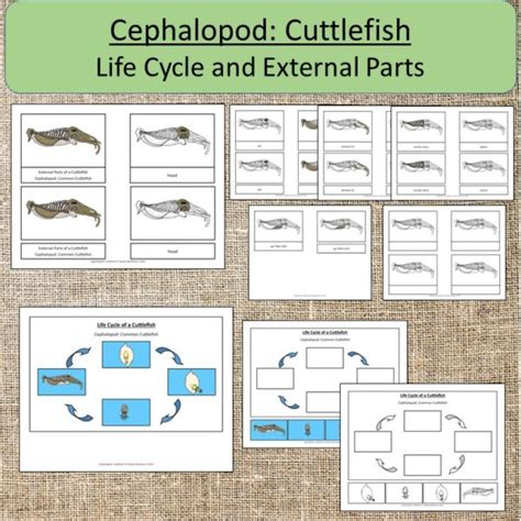 Cephalopod Common Cuttlefish External Parts And Life Cycle Oceans