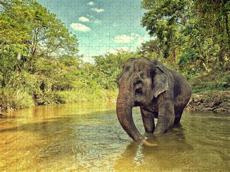 Asian Elephant Jigsaw Puzzle By Tunart