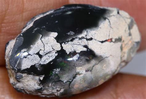 20 90 Cts Opalized Fossilized Pippi Shell 110 Million Year Specimen Fo 1385 Shells Specimen