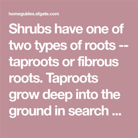Shrubs With Shallow Root Systems Shrubs Taproot Woodland Plants