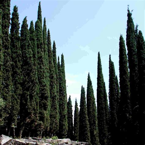 Cypress Tree Artemis