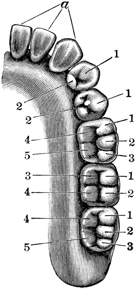 Lower Jaw With Teeth Clipart Etc