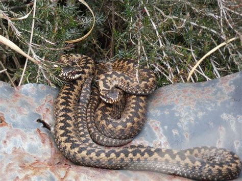 Reptile Ecology Survey And Mitigation Including Adder Handling 3rd