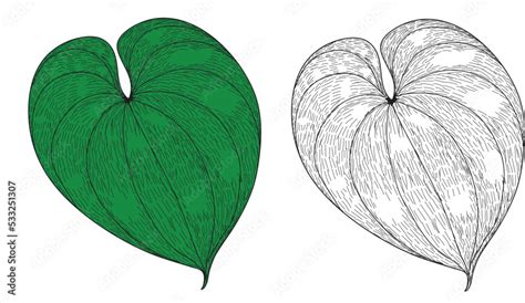 Betel Leaf Stock Vector Adobe Stock