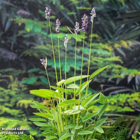 Thalia Dealbata Marginal Aquatic