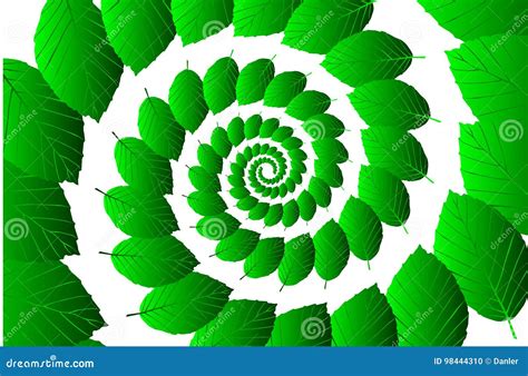 Fagus Sylvatica Vintage Illustration Cartoon Vector 163244153