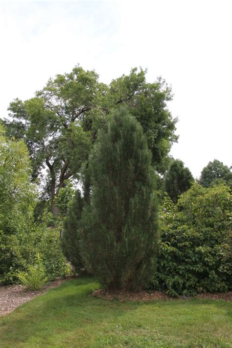 Pine Austrian Arnolds Sentinel Columnar