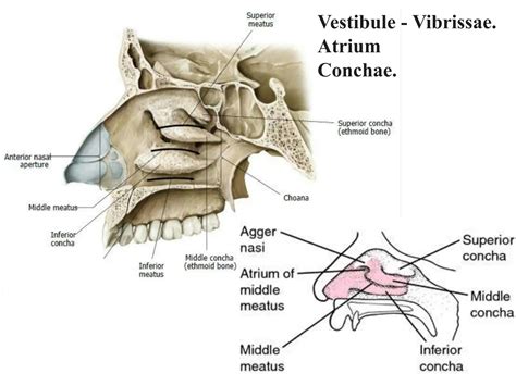 Anatomy Of Nose And Paranasal Sinuses Atlas Pptx
