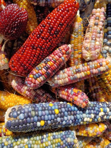 Our Native Corn Harvest🔥 Rgardening