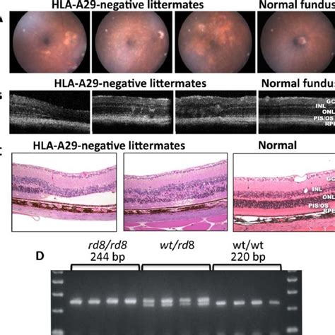 Pdf The Rd8 Mutation Of The Crb1 Gene Is Present In Vendor Lines Of