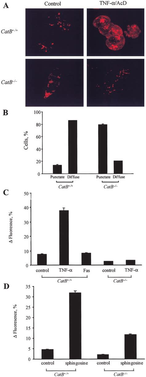 Cat B Promotes Lysosomal Permeabilization A Cat B And Cat B Download Scientific Diagram