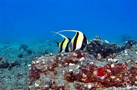 Kaanapali Beach Snorkeling