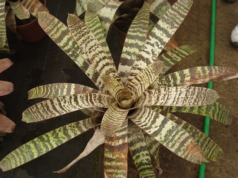 Amanda Simioni Paisagismo