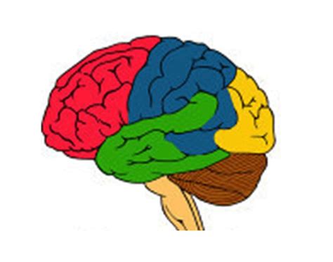 Label The Cortex Areas Quiz