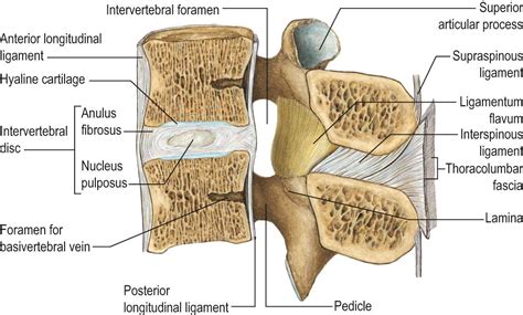 Intervertebral Joints Foramina And Ligaments Clinical Tree