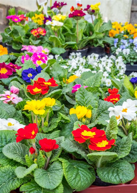 Çuha çiçeği Bakımı Ve Faydaları 2024 Rehberi