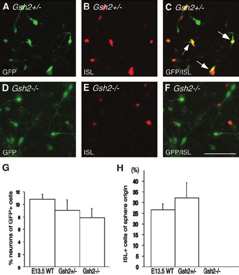 Striatal Neuron Differentiation Depends On Gsh2 Expression Ac H