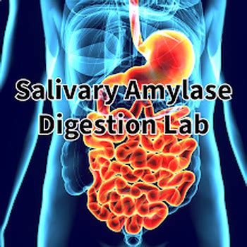 Salivary Amylase Lab Spit Chemical Digestion By Bionbeyond Tpt