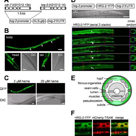 Hrg 2 Is Expressed In The Hypodermal Cells In C Elegans A